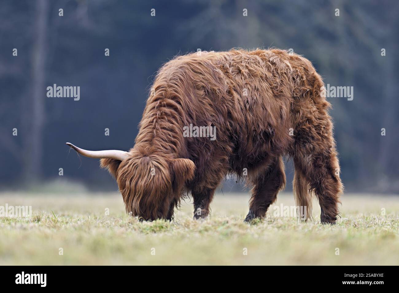 Highland cattle (Bos taurus), adult animal with one horn eating grass ...