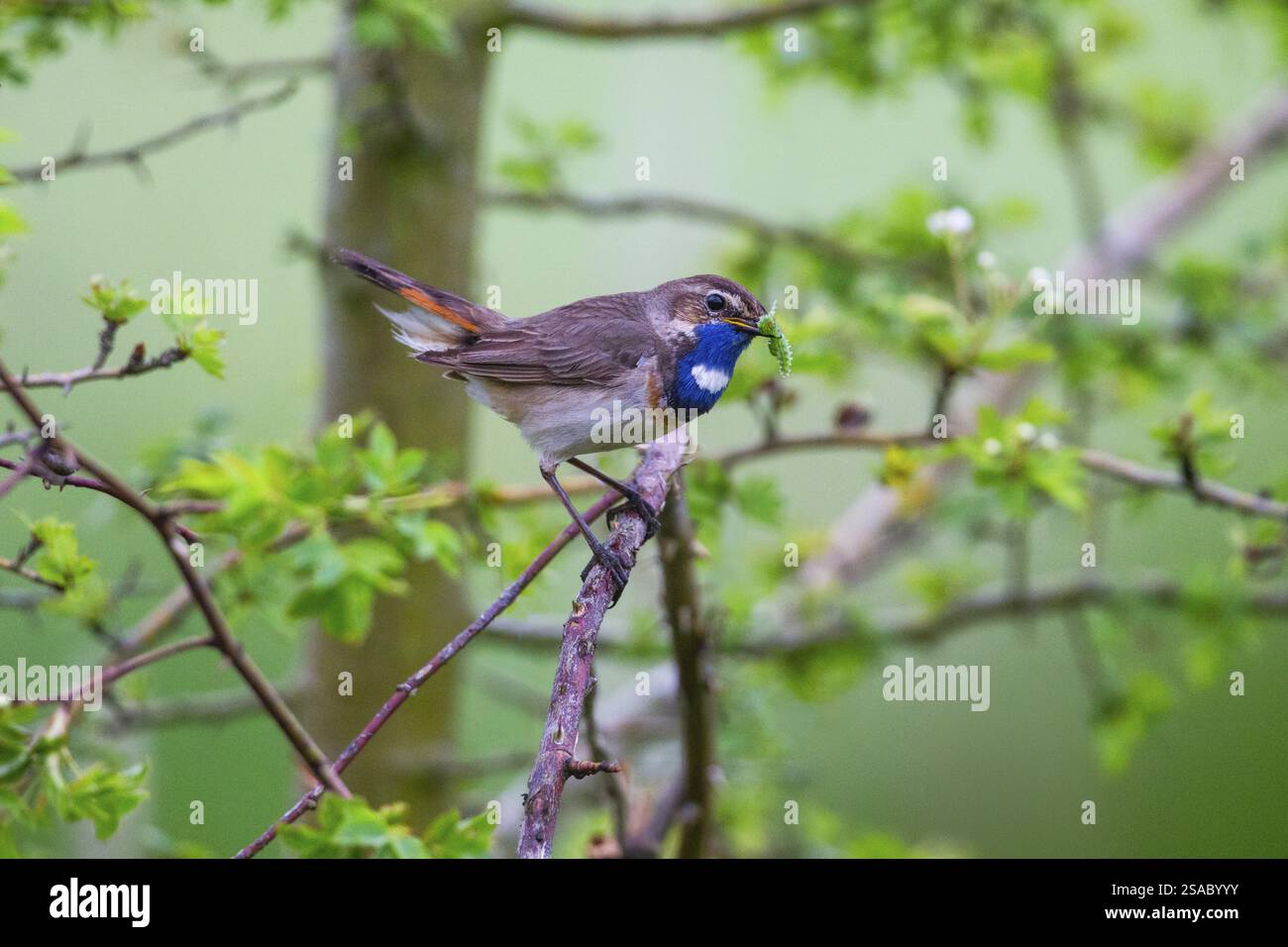 Bluethroat (Luscinia svecica cyanecula), adult male, with grubs in its ...