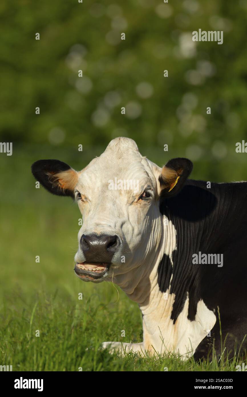 Domestic cattle or cow (Bos taurus) adult farm animal sitting in a ...