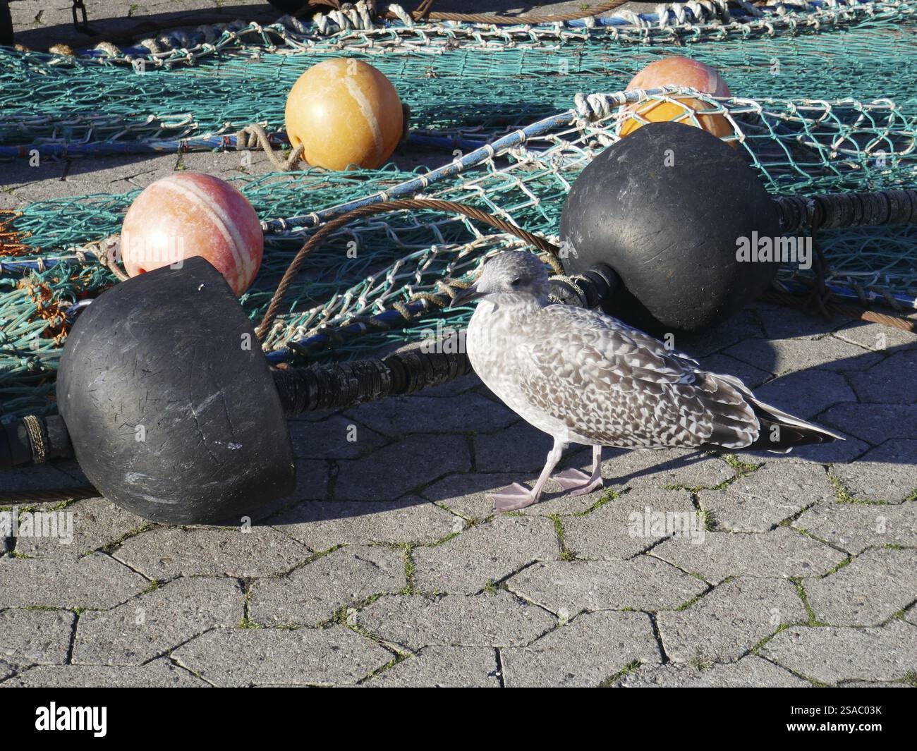 Fishing nets and seagull Stock Photo - Alamy
