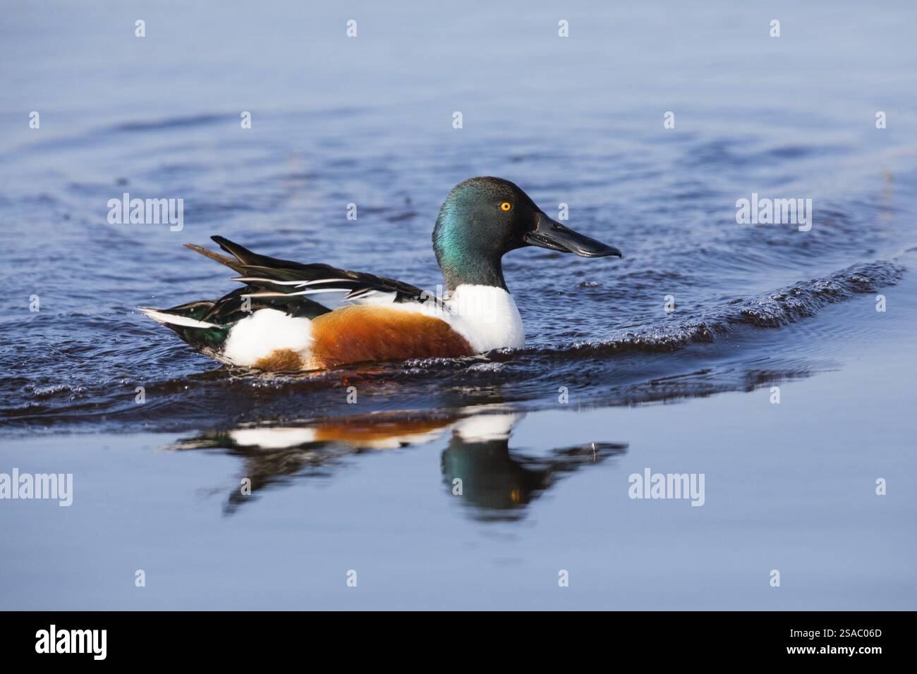 Northern Shoveler (Anas clypeata), male duck swimming on lake, island ...