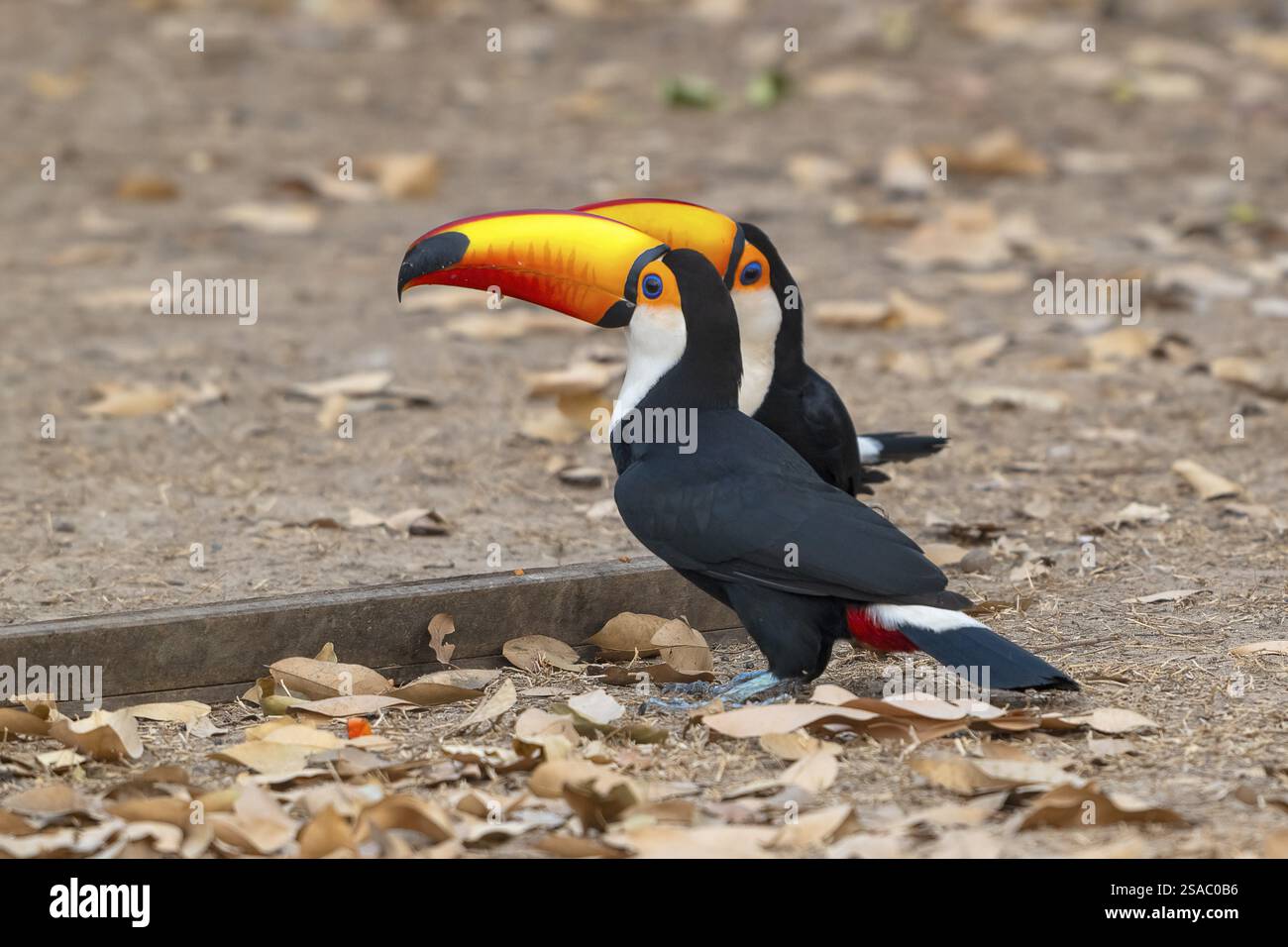 Giant toucan (Ramphastos toco), Pantanal, inland, wetland, UNESCO ...