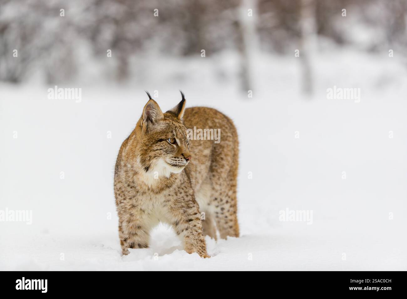 One young male Eurasian lynx, (Lynx lynx), walking over a deep snow ...