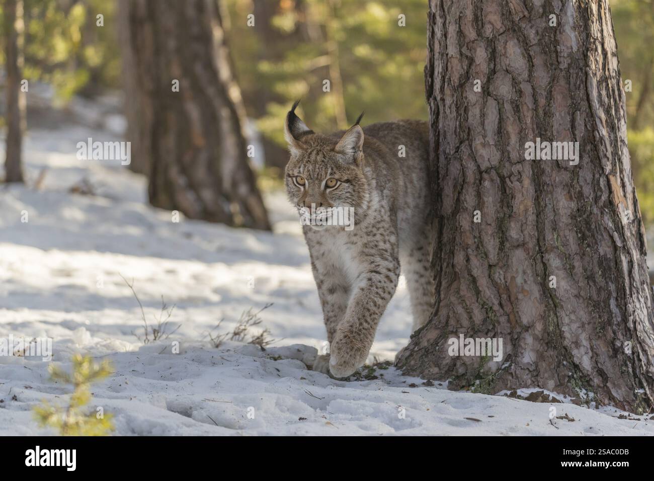 One young male Eurasian lynx, (Lynx lynx), walking over a snow covered ...