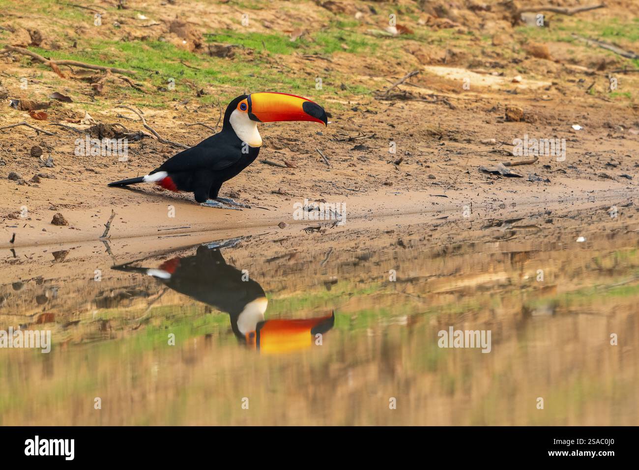 Giant toucan (Ramphastos toco), reflection, Pantanal, inland, wetland ...