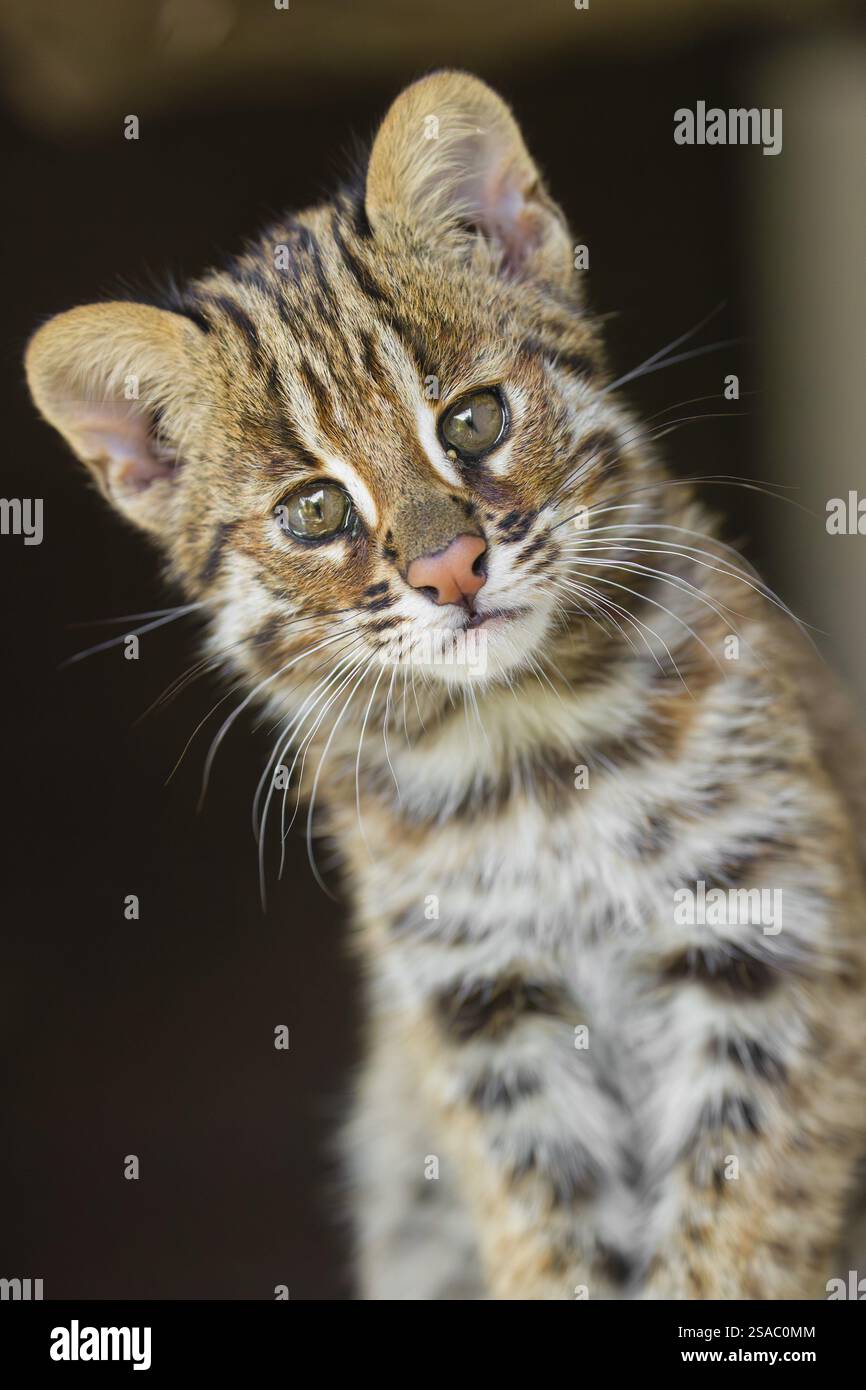 Portrait of a 3 month old Amur Leopard Cat, Prionailurus bengalensis ...