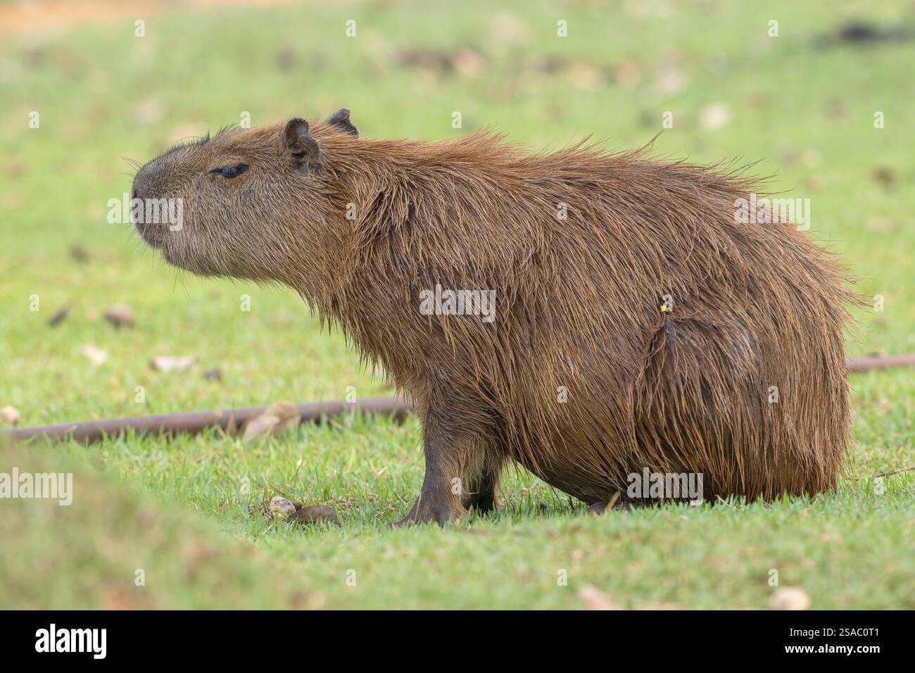 Capybara or capybara (Hydrochoerus hydrochaeris), Pantanal, inland ...
