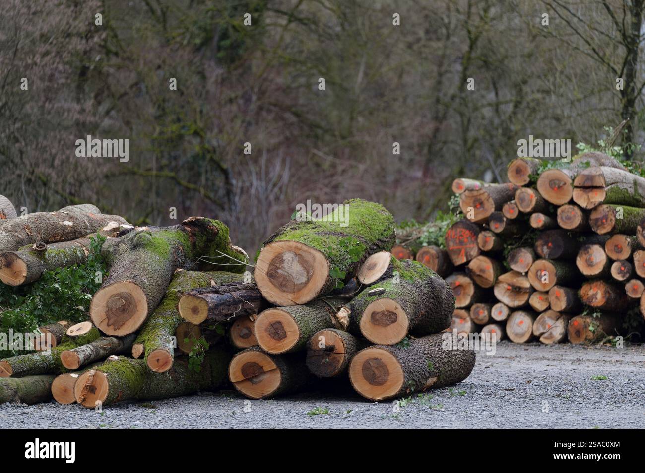 Stacked logs in a storage yard after helicopter transport from a ...