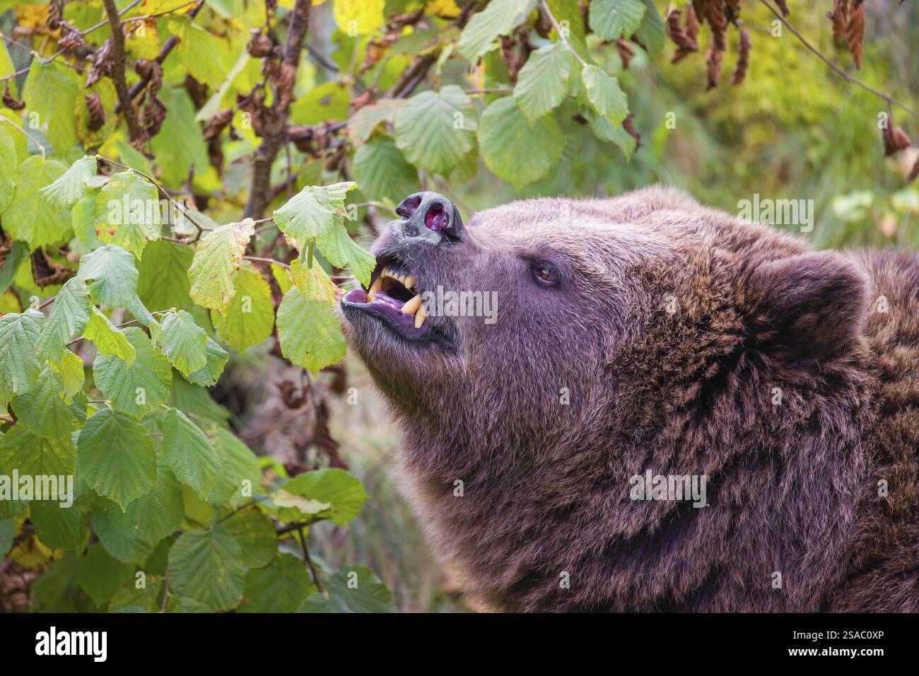 An adult female brown bear (Ursus arctos arctos) eating leaves from a ...