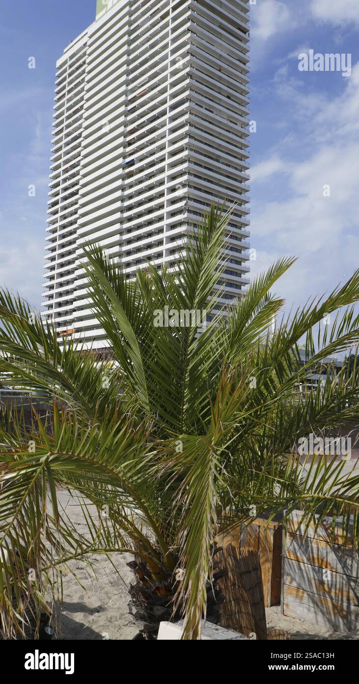 Tower block and palm tree Stock Photo - Alamy