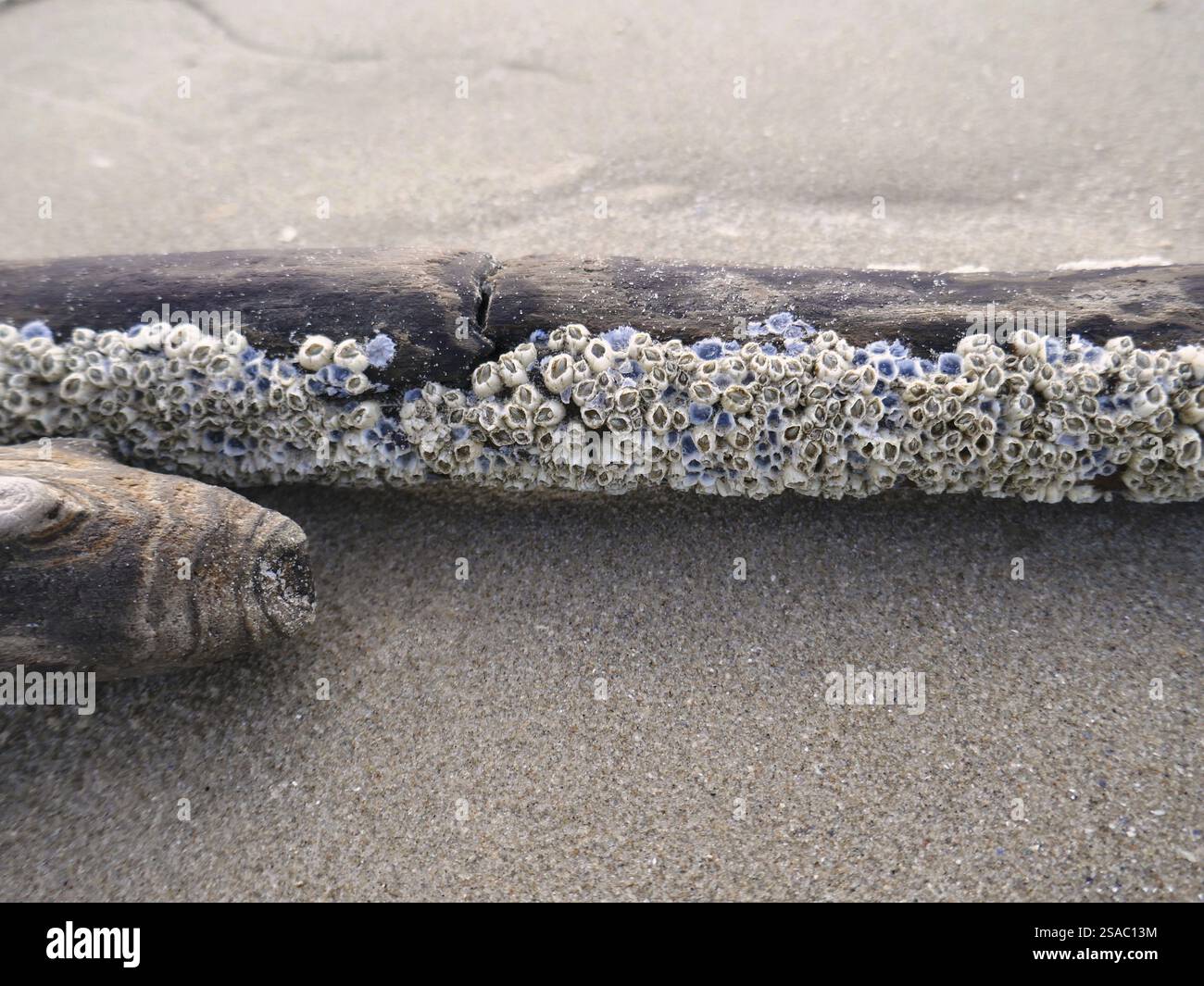 Driftwood covered with barnacles Stock Photo - Alamy