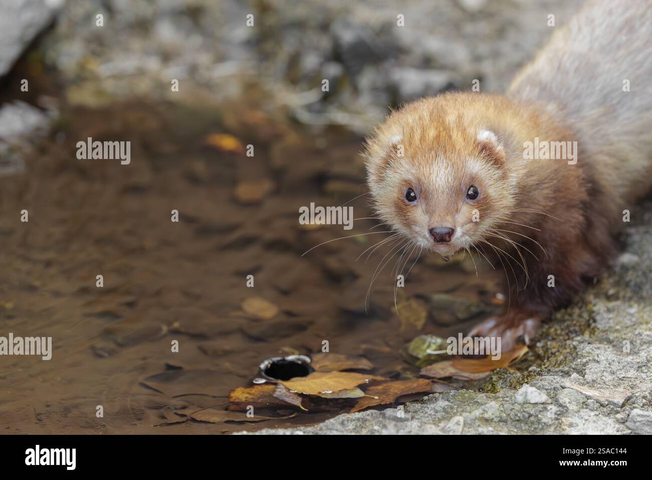 A female ferret (Mustela putorius furo) drinking from a little pond in ...