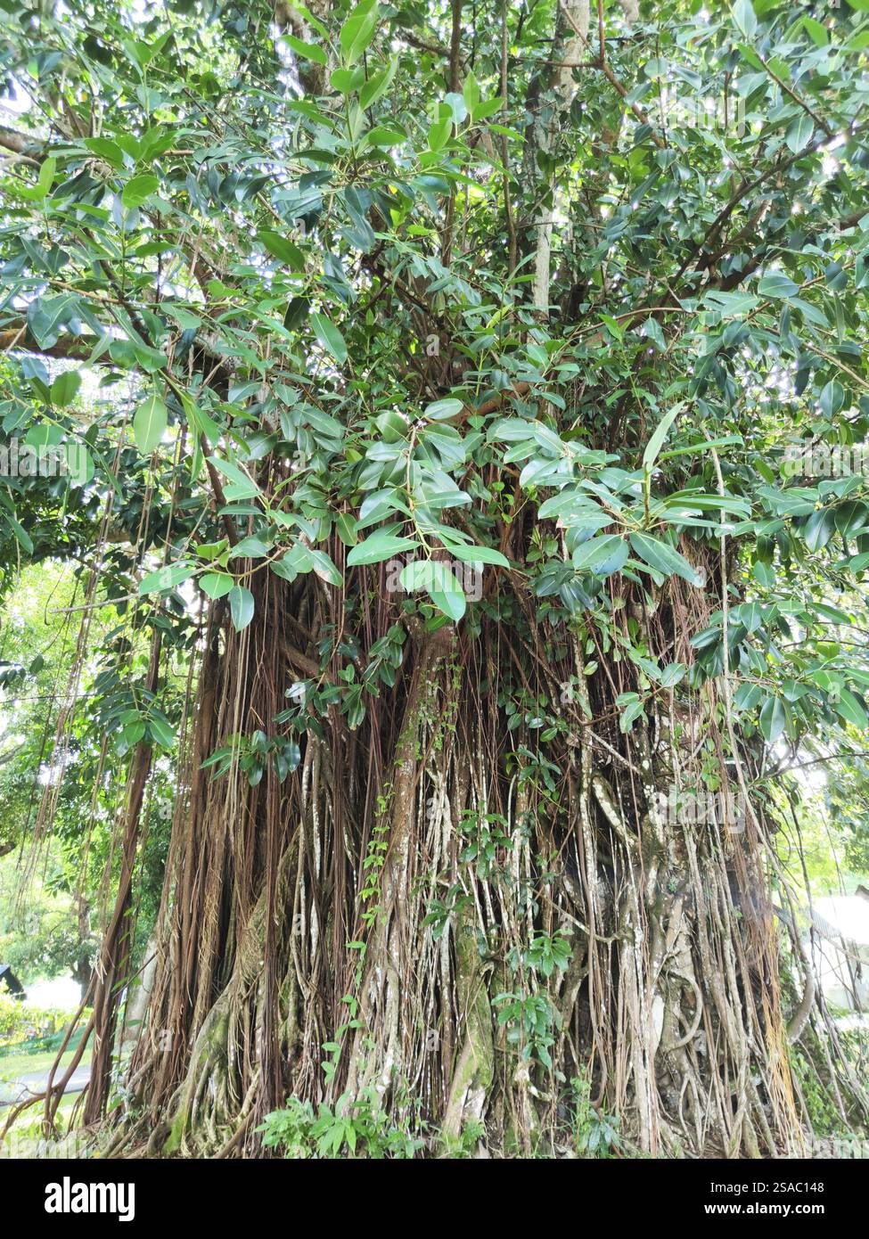 Rubber tree, Ficus Elastica. Mauritius Stock Photo - Alamy