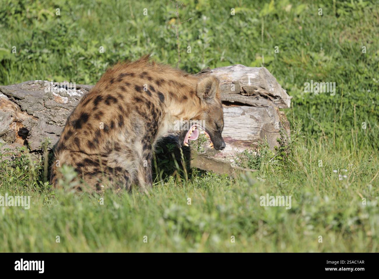 An adult Spotted Hyena (Crocuta crocuta) or Laughing Hyena sits yawning ...