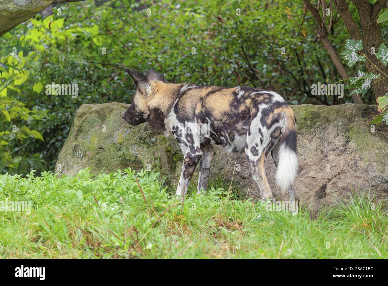 African wild dog, Lycaon pictus, running through the green vegetation ...