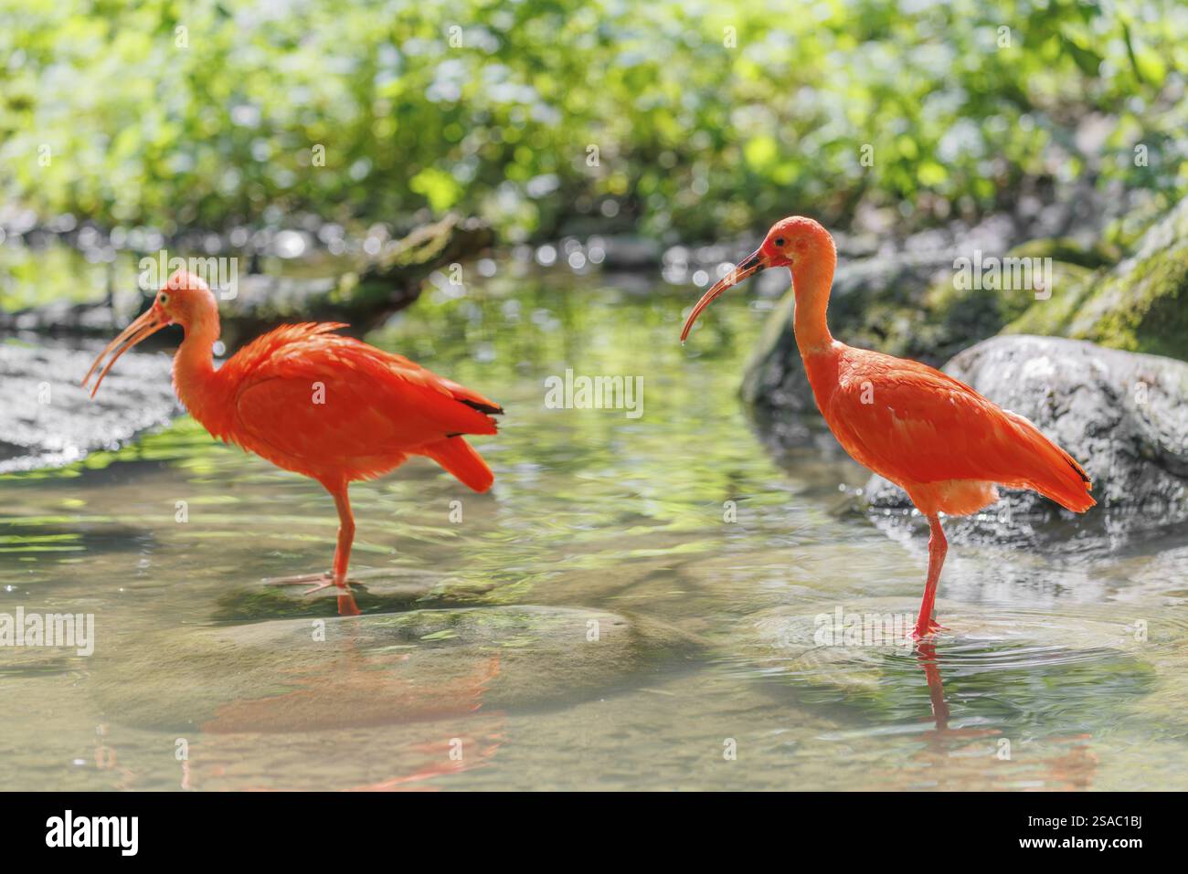 Two scarlet ibis (Eudocimus ruber) stand in the shallow water of a ...