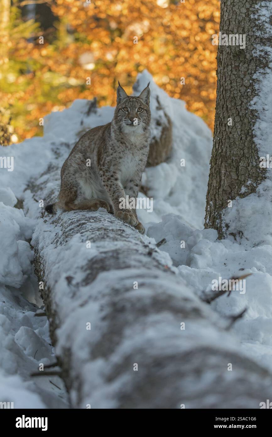 One young male Eurasian lynx, (Lynx lynx), balancing over a snow ...