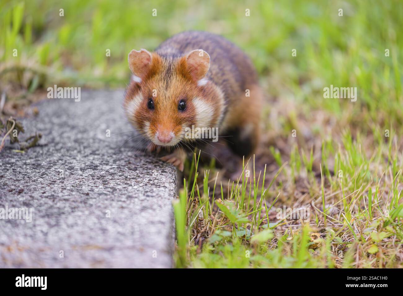 A European hamster (Cricetus cricetus), Eurasian hamster, black-bellied ...