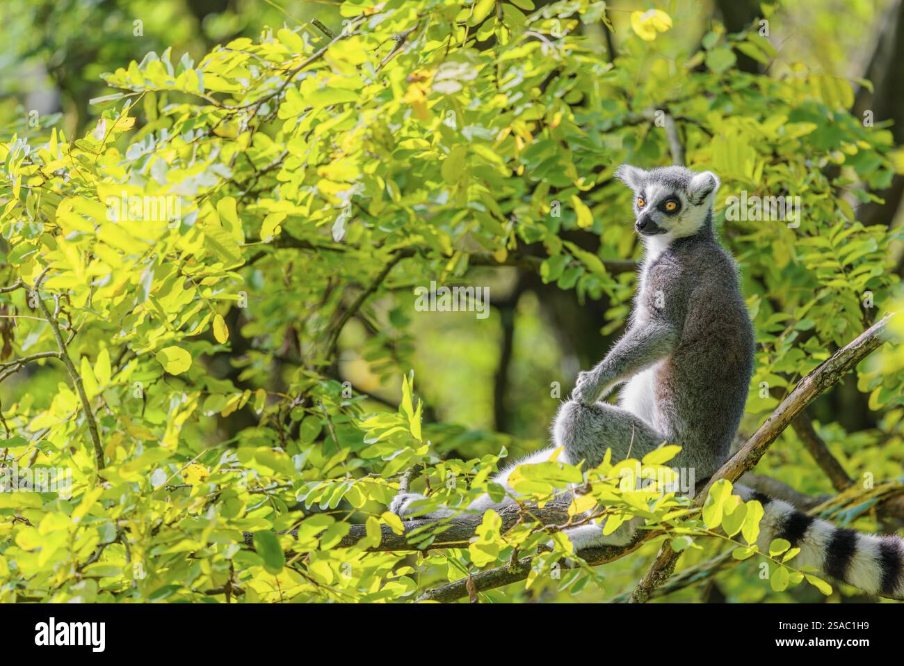A ring-tailed lemur (Lemur catta) sits high up in a tree on a branch ...