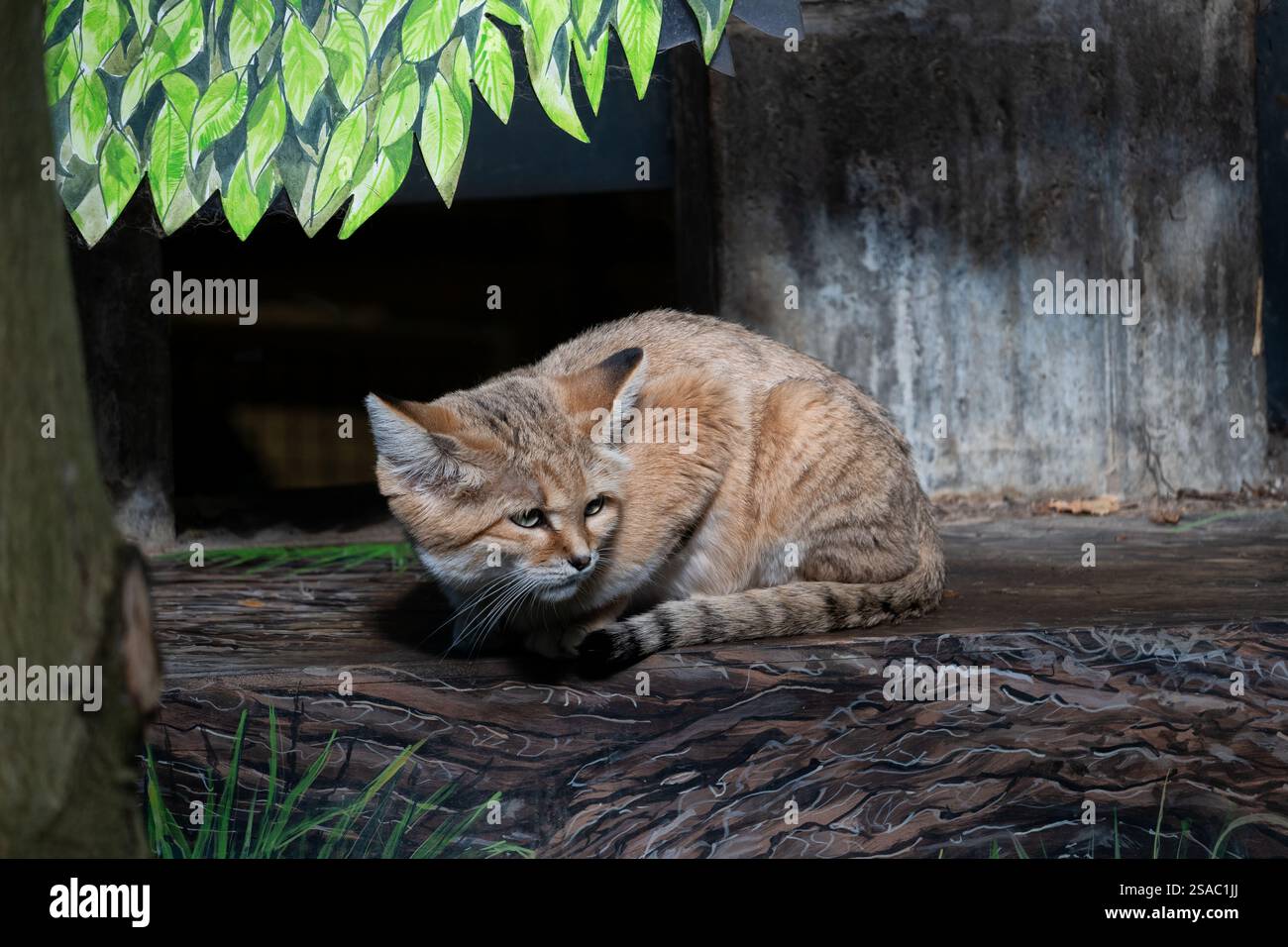 The sand cat (Felis margarita) in Mulhouse Zoo, Alsace, France. Small ...