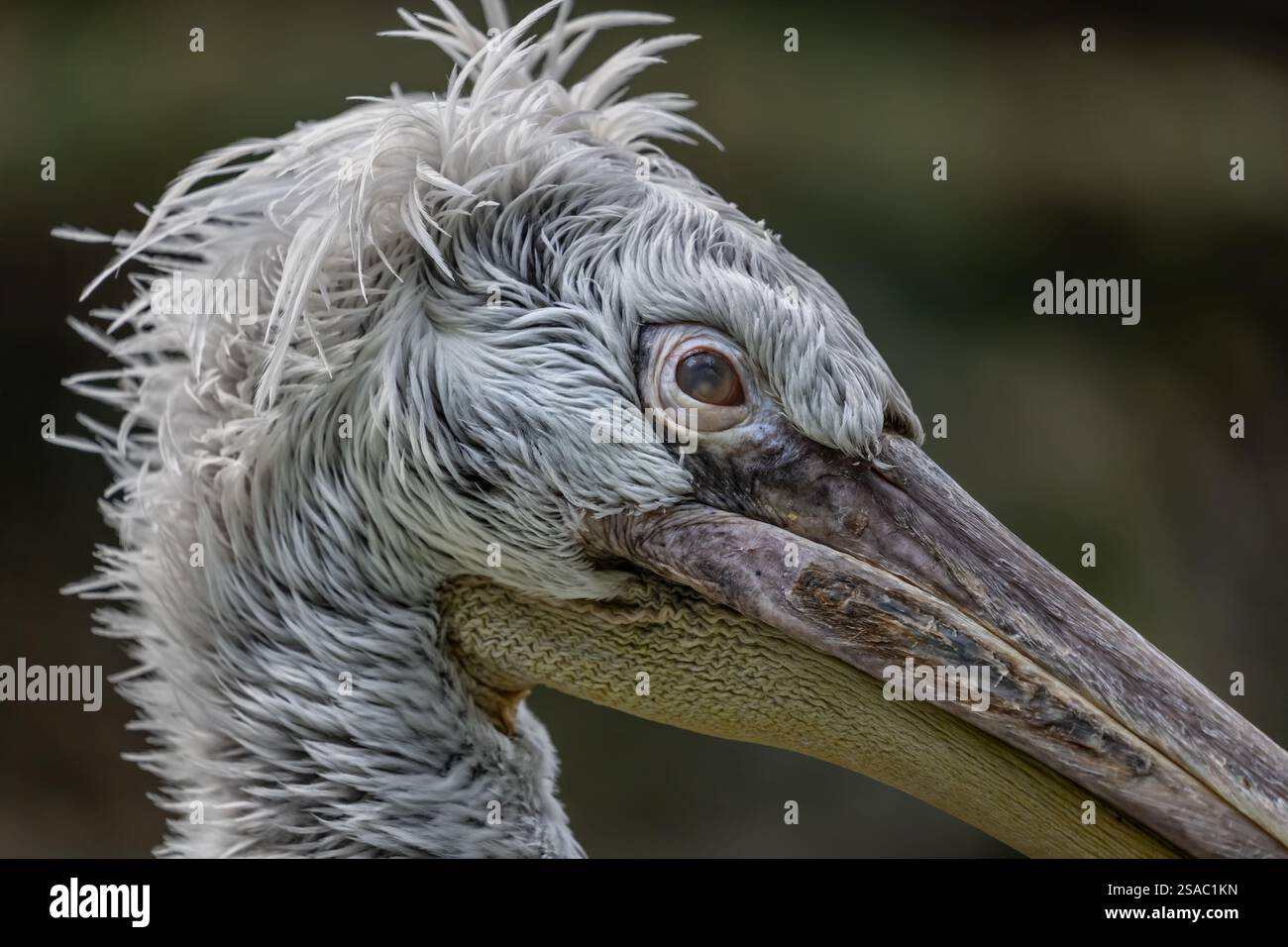 Portrait of Dalmatian Pelican (Pelecanus crispus) freshwater bird ...