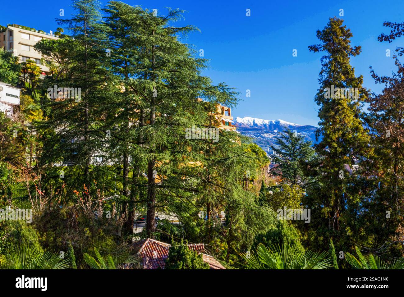 Amazing gardening in Lugano suburbs - cedar trees and snowcapped ...