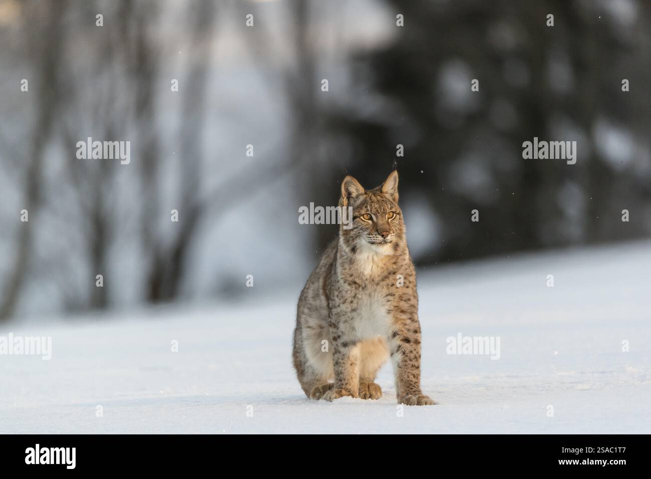 One young male Eurasian lynx, (Lynx lynx), sitting on a snow covered ...