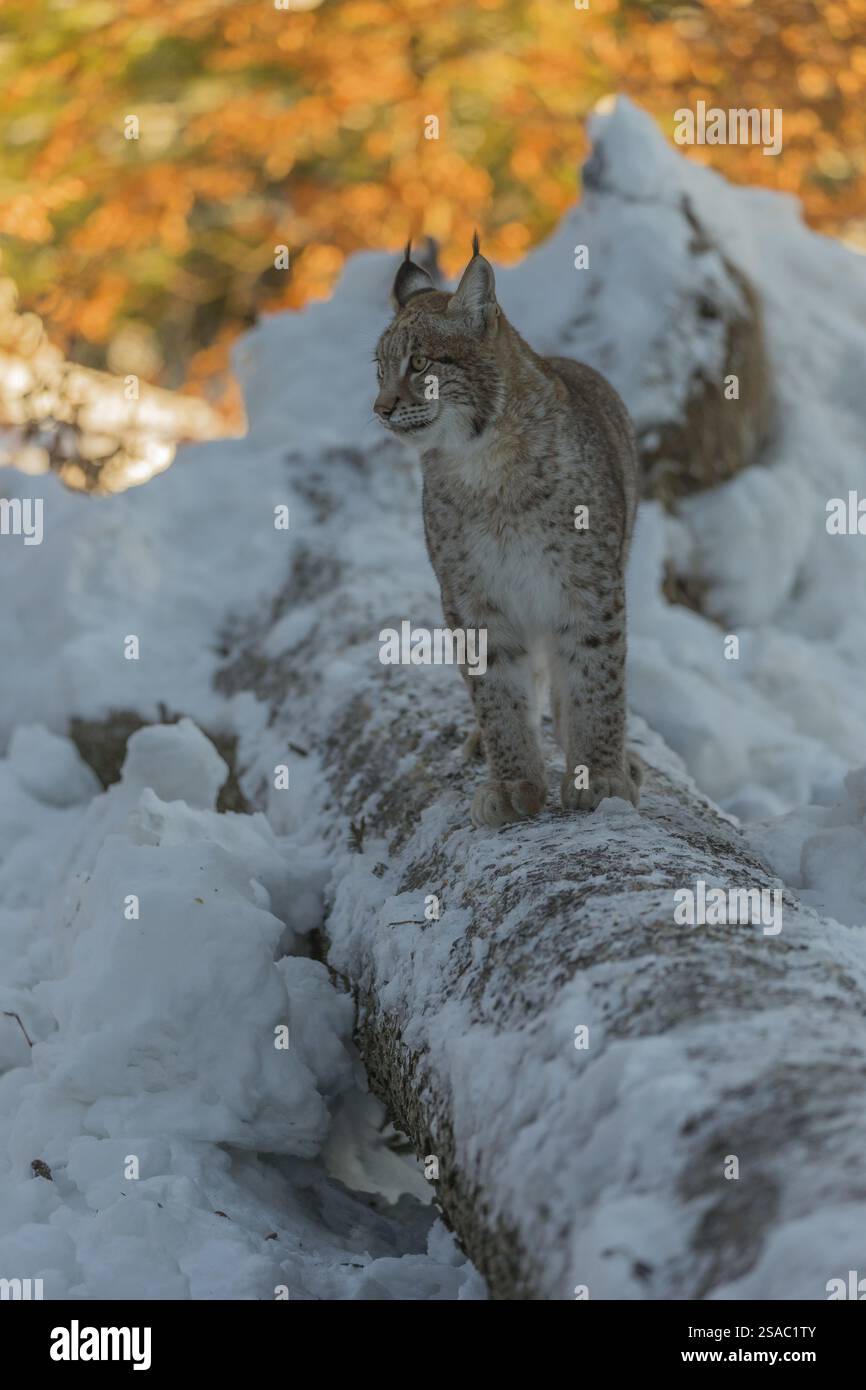One young male Eurasian lynx, (Lynx lynx), balancing over a snow ...