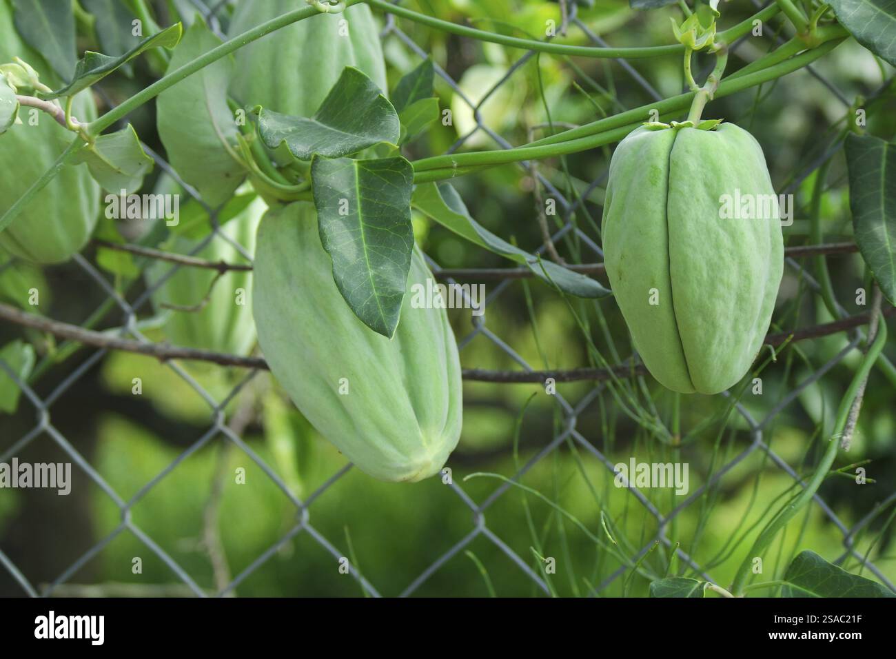 Chayote vine with fruit Stock Photo - Alamy