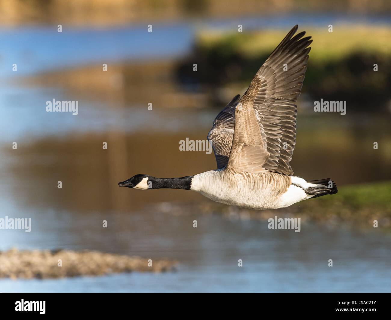 Canada Goose, Branta canadensis, bird in flight over winter marshes ...