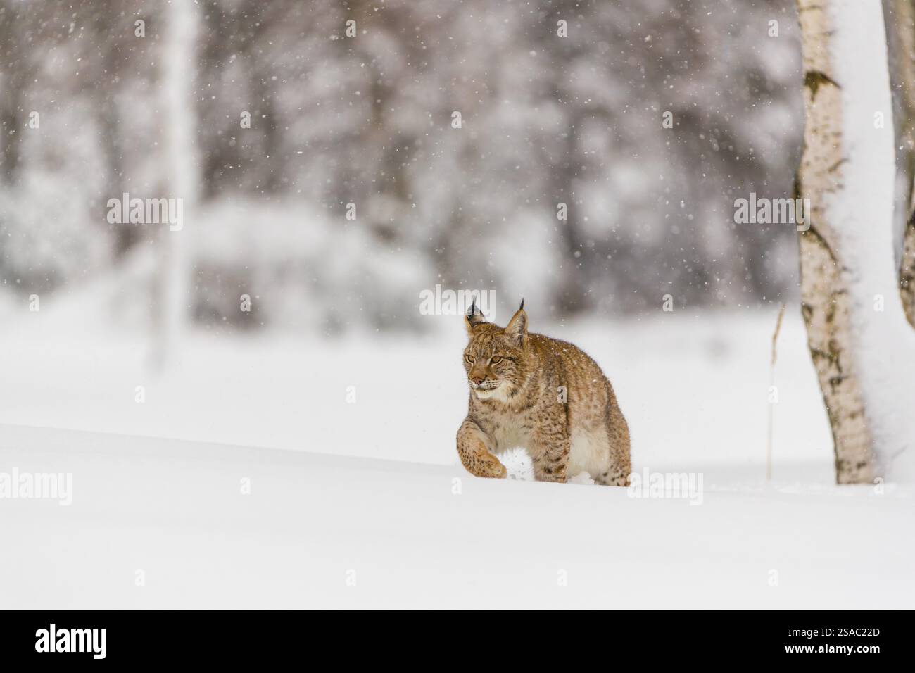 One young male Eurasian lynx, (Lynx lynx), walking over a deep snow ...