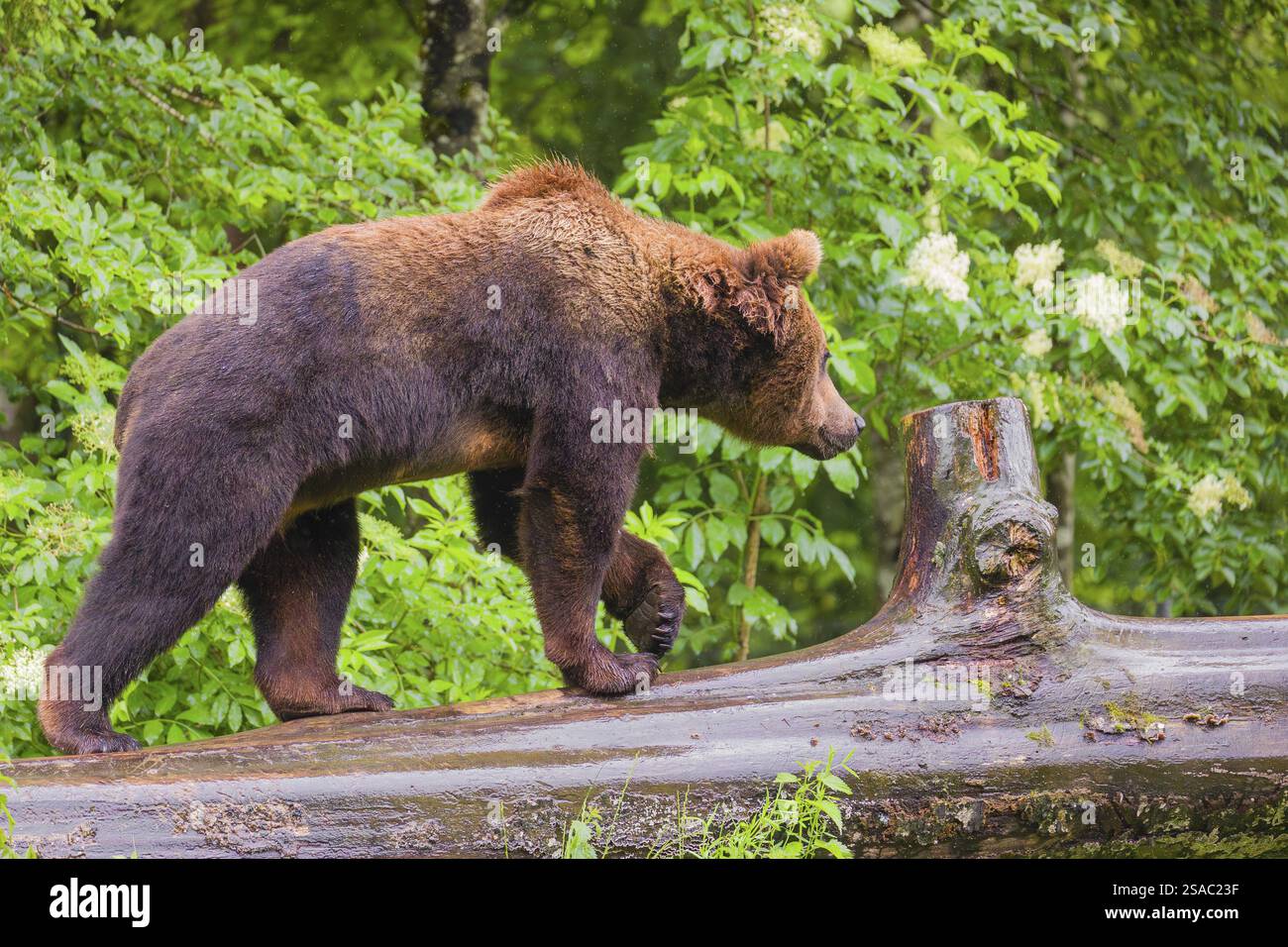 A young male Eurasian brown bear (Ursus arctos arctos) walks on a ...