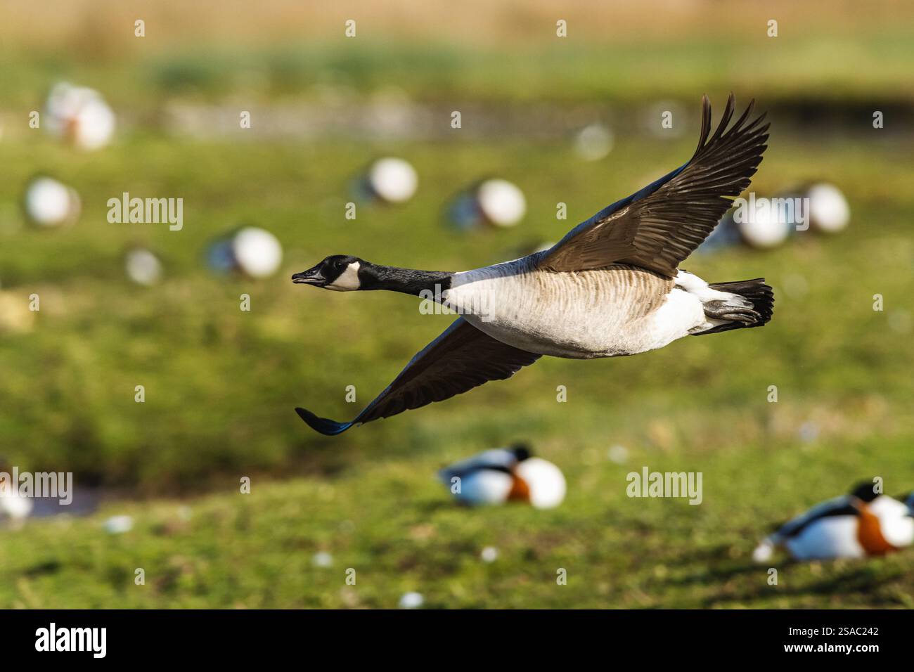 Canada Goose, Branta canadensis, bird in flight over winter marshes ...