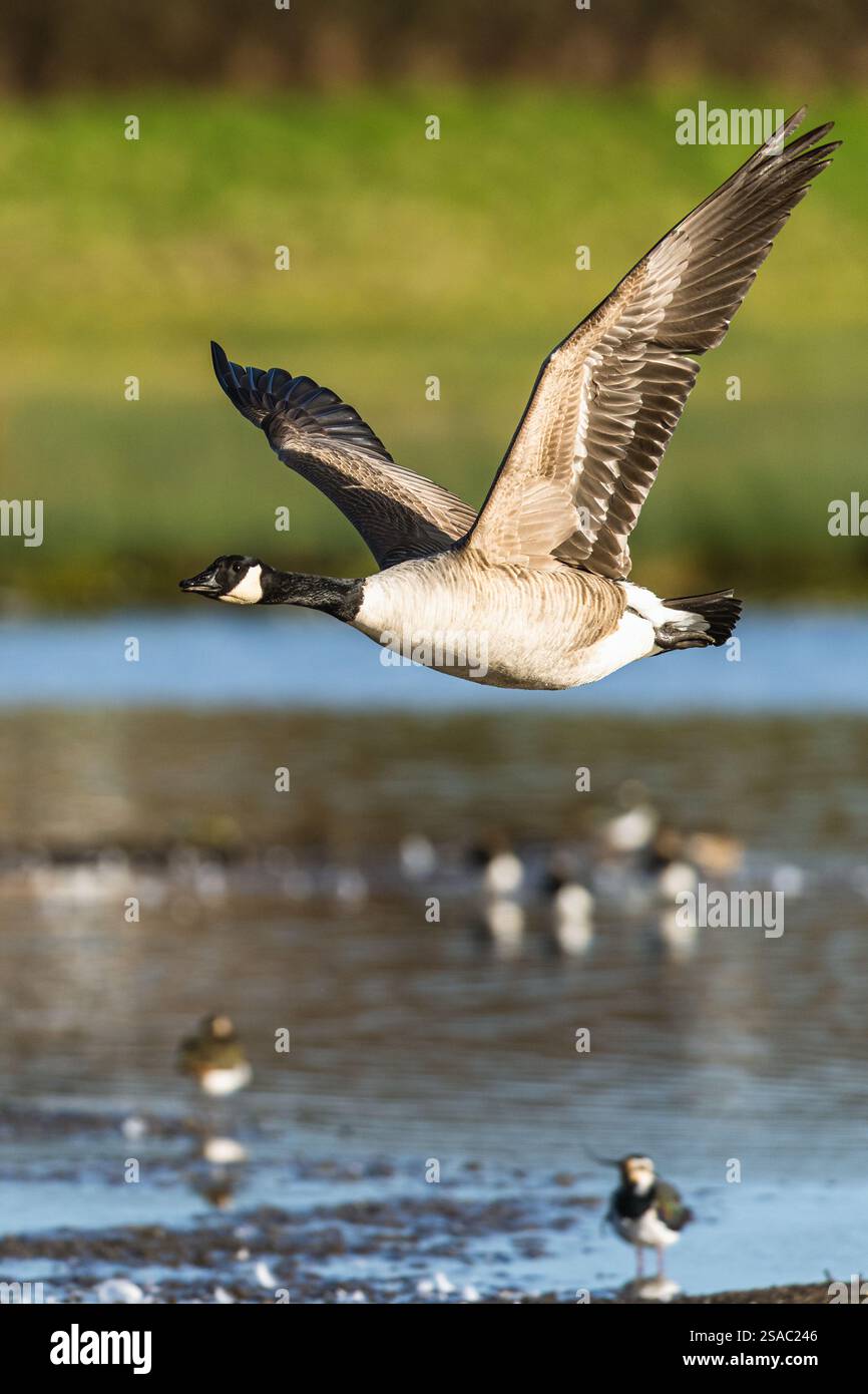 Canada Goose, Branta canadensis, bird in flight over winter marshes ...