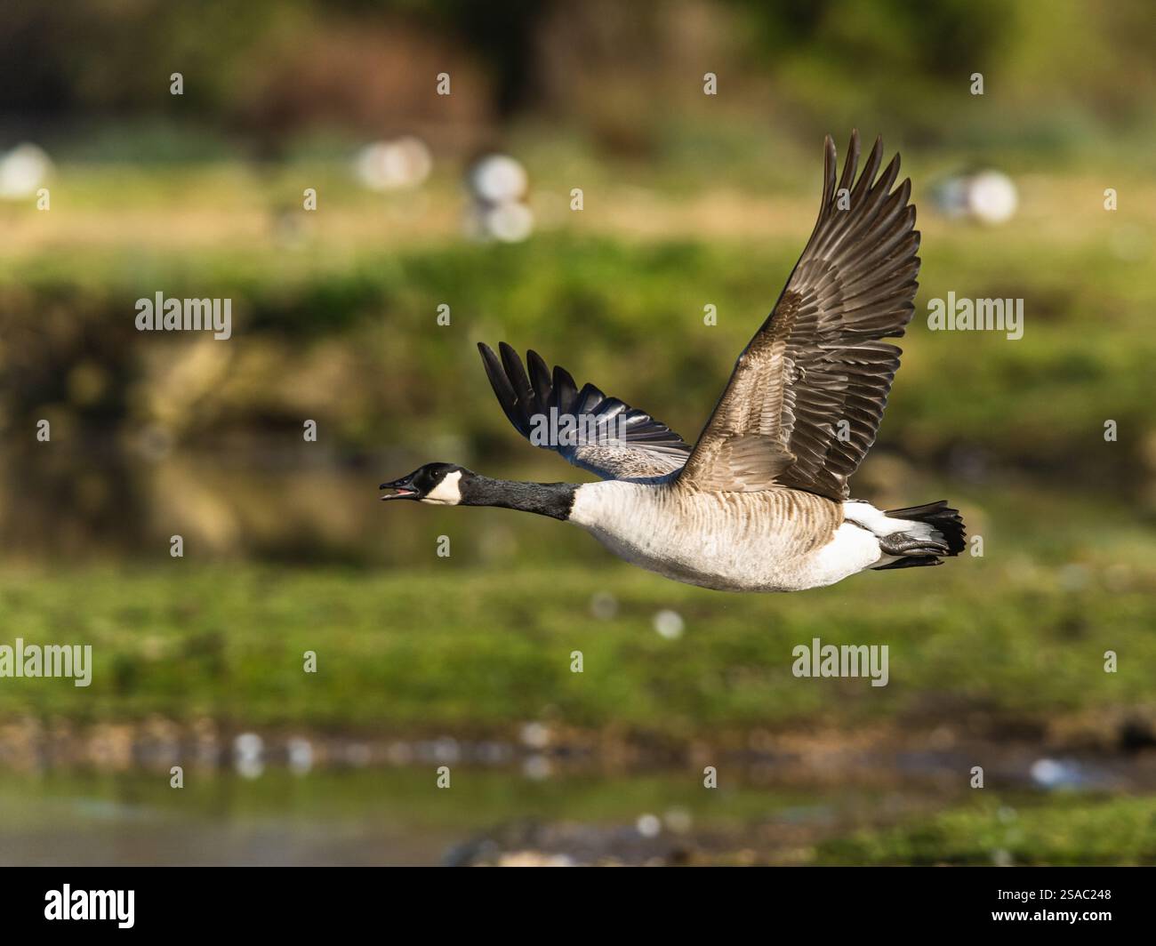 Canada Goose, Branta canadensis, bird in flight over winter marshes ...