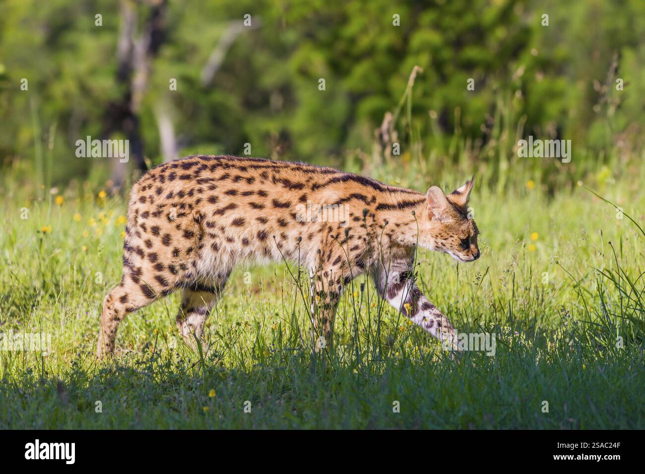 An adult serval, Leptailurus serval, runs across a green meadow Stock Photo - Alamy