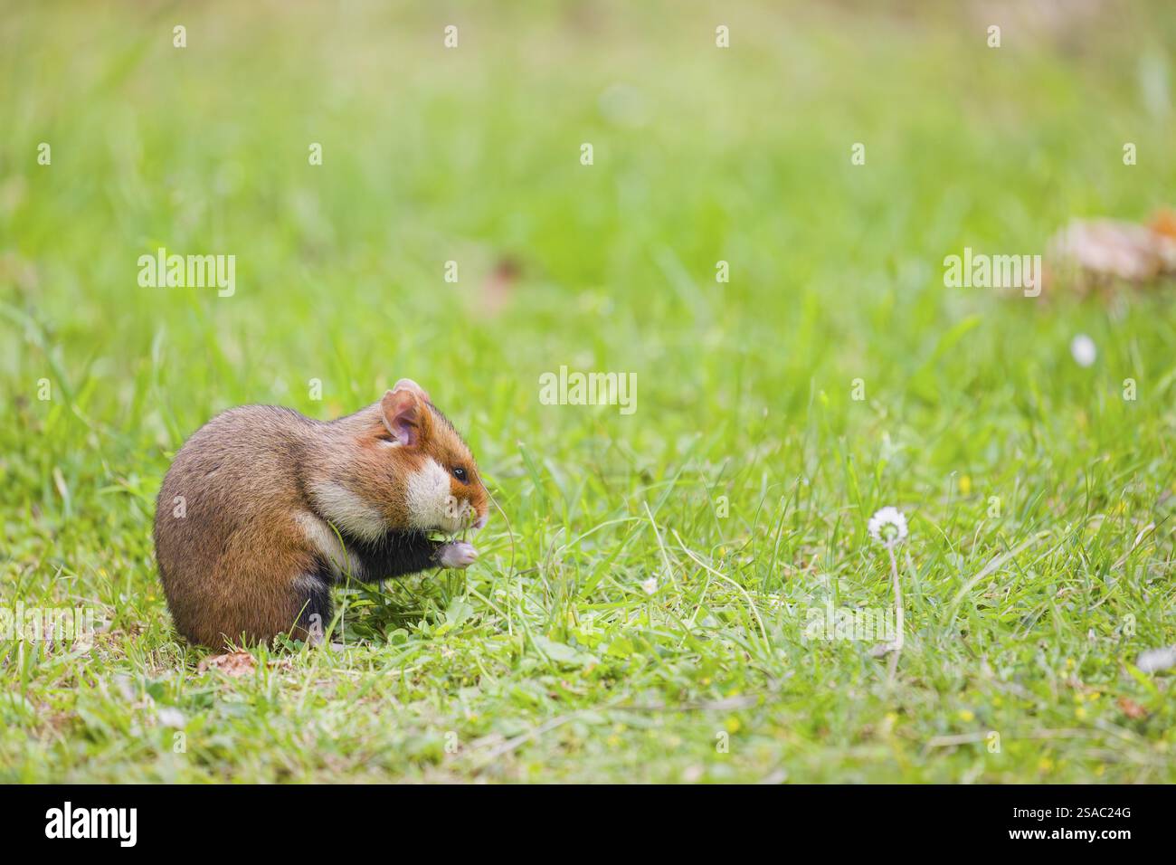 A European hamster (Cricetus cricetus), Eurasian hamster, black-bellied ...