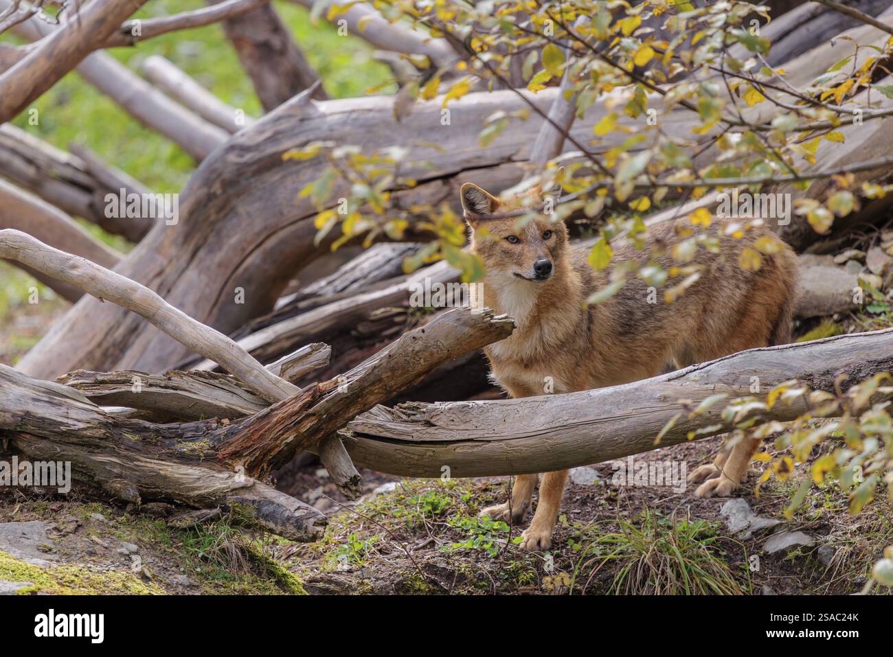 A golden jackal (Canis aureus) stands between the branches of a rotting ...