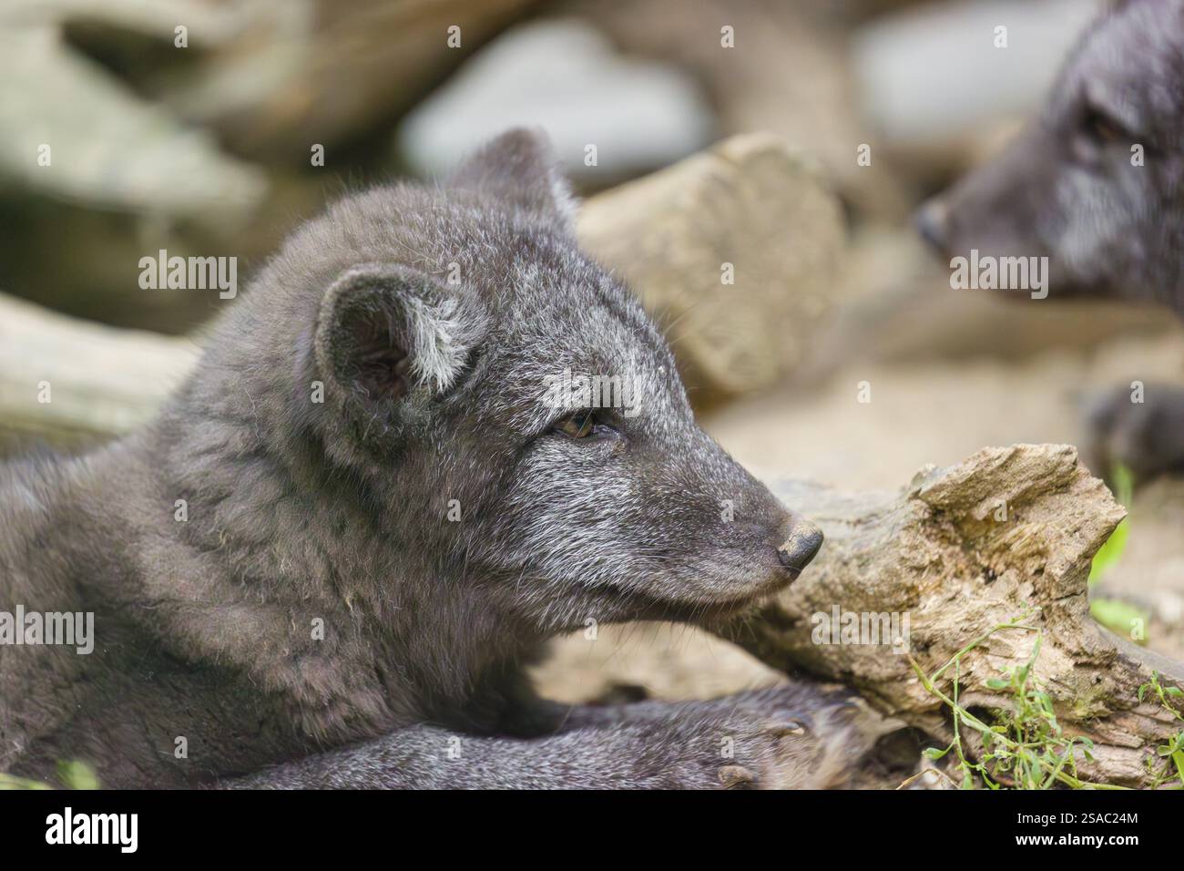 Two young arctic foxes (Vulpes lagopus), (white fox, polar fox, or snow ...