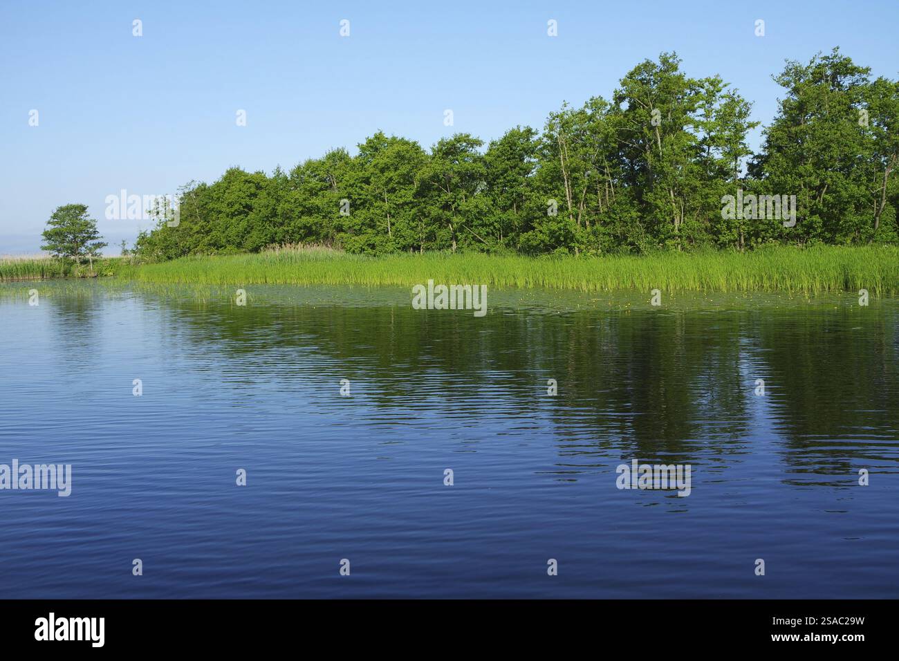 Green Lagoon shore in Stepnica Stock Photo - Alamy