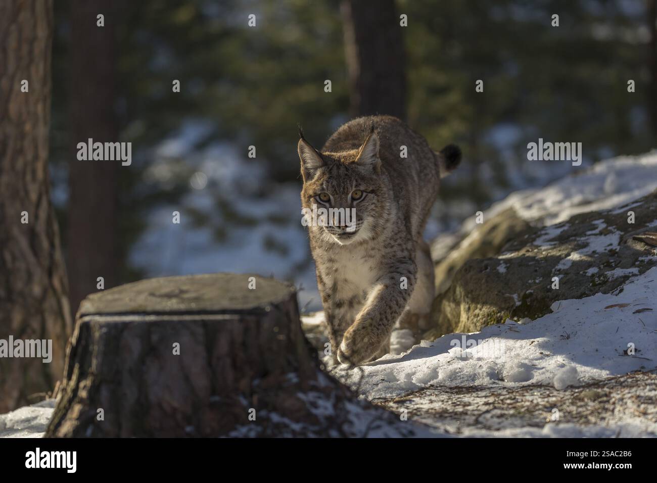 One young male Eurasian lynx, (Lynx lynx), walking over a snow covered ...