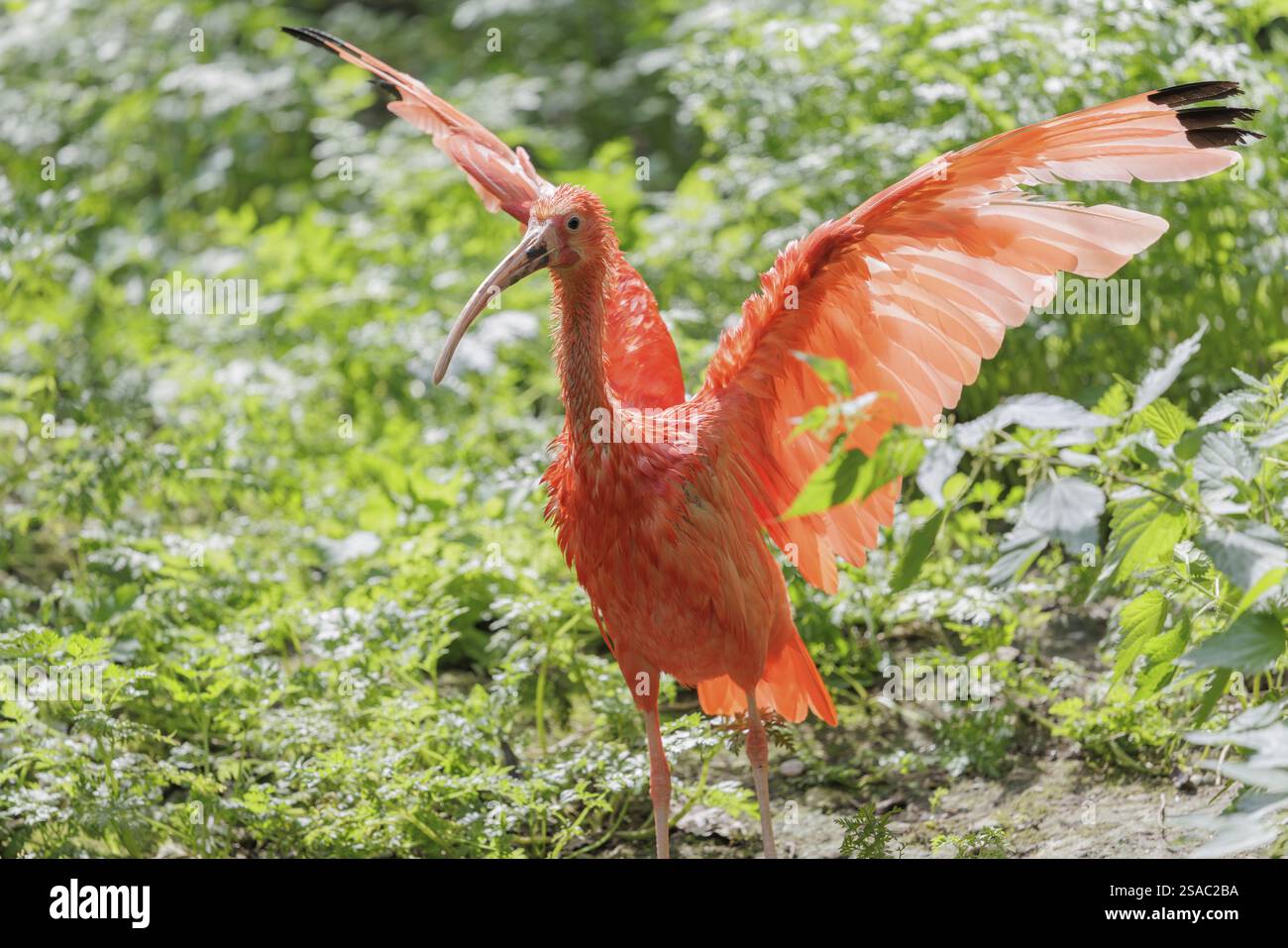 A scarlet ibis (Eudocimus ruber) stands on the riverbank and flaps its ...