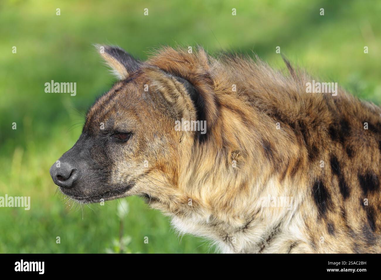Portrait of a Spotted Hyena (Crocuta crocuta), or Laughing Hyena in ...