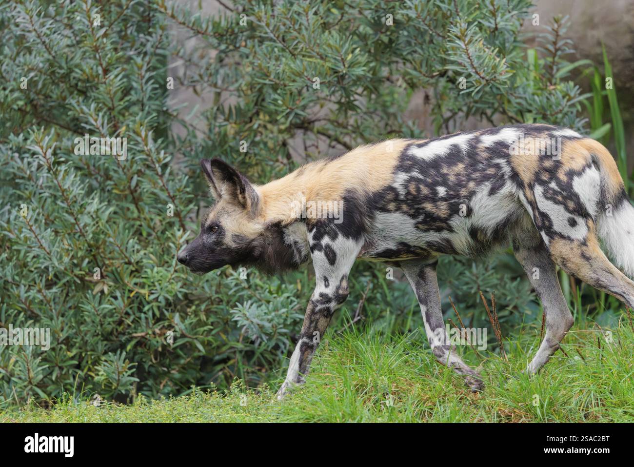 An African wild dog, Lycaon pictus, running through the green ...