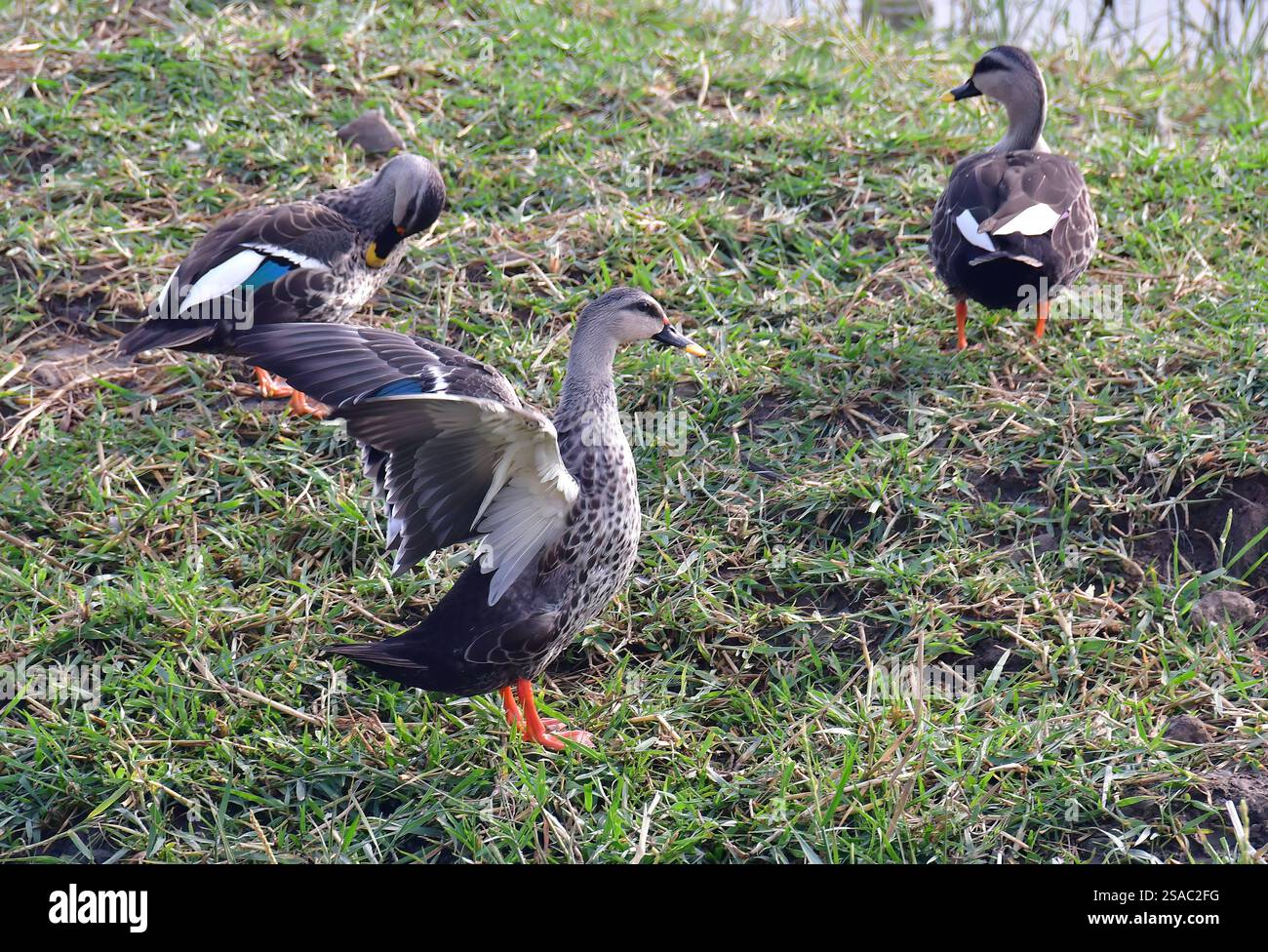 Indian spot-billed duck, Indien-Fleckschnabelente, Canard à bec tacheté ...