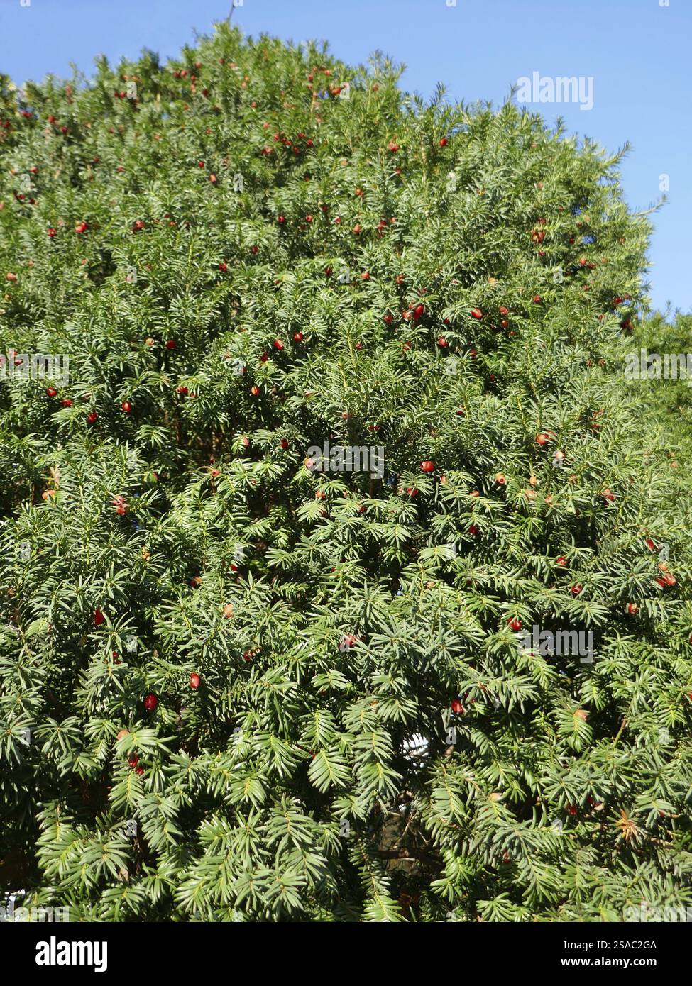 English yews taxus baccata hi-res stock photography and images - Alamy