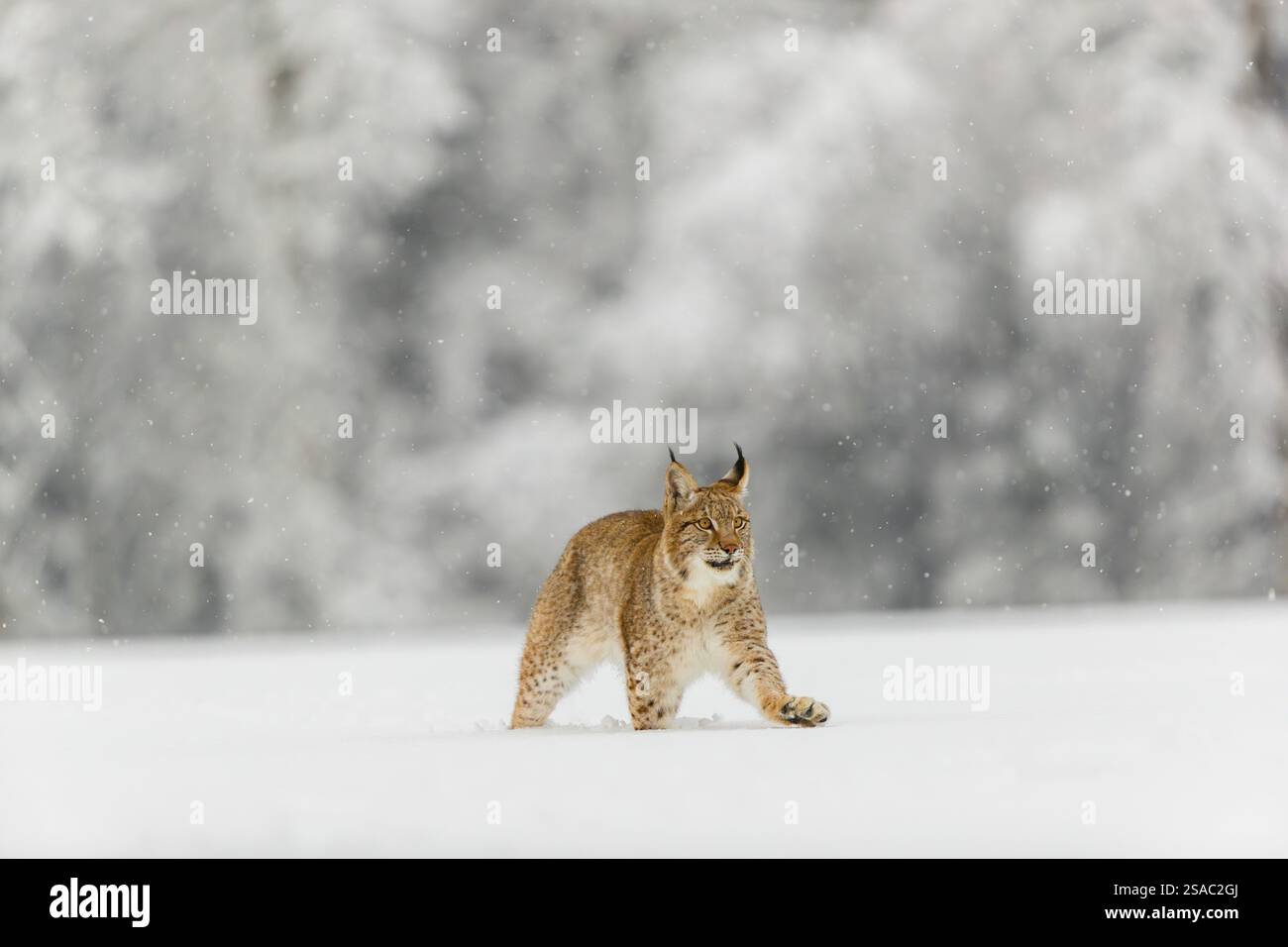 One young male Eurasian lynx, (Lynx lynx), walking over a deep snow ...