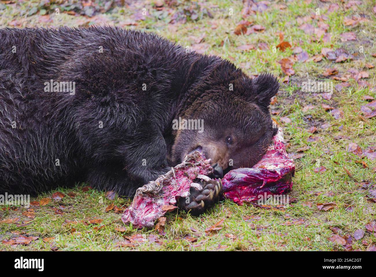 An adult brown bear (Ursus arctos arctos) lies on green grass in the ...