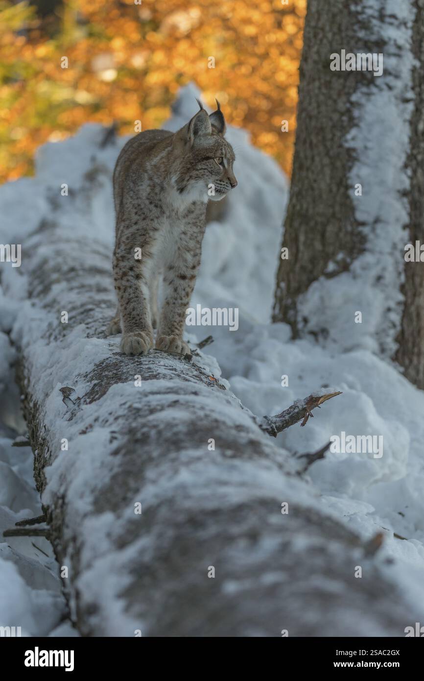 One young male Eurasian lynx, (Lynx lynx), balancing over a snow ...