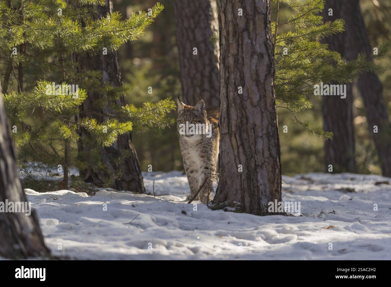 One young male Eurasian lynx, (Lynx lynx), walking over a snow covered ...